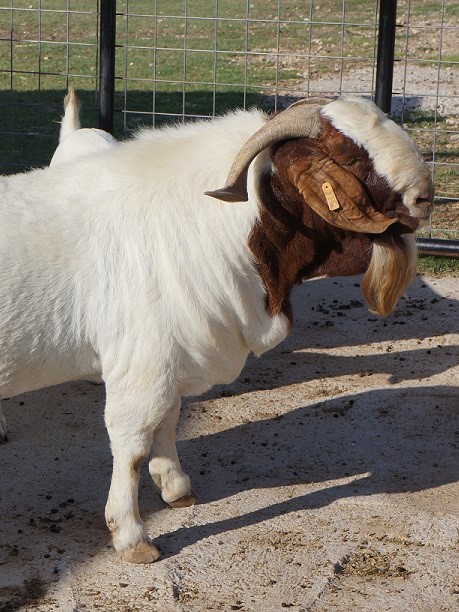 Home - Morris Boer Goats